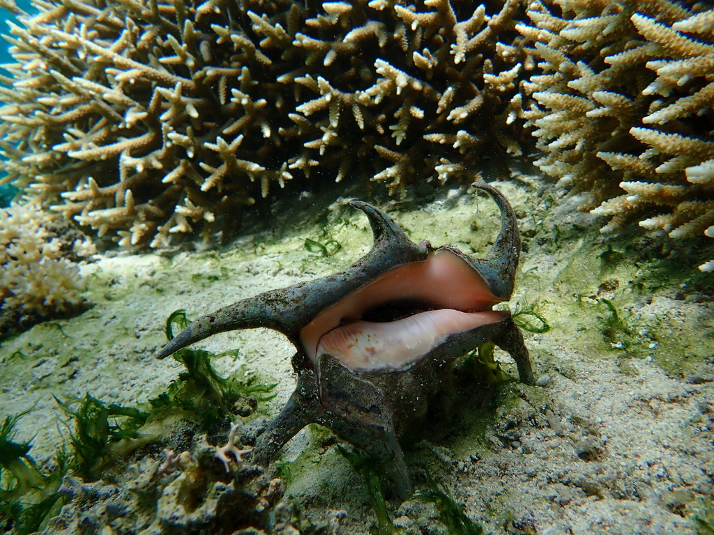 Chiragra Conch from Guam, 66010 on March 25, 2023 at 11:41 AM by Olivia ...