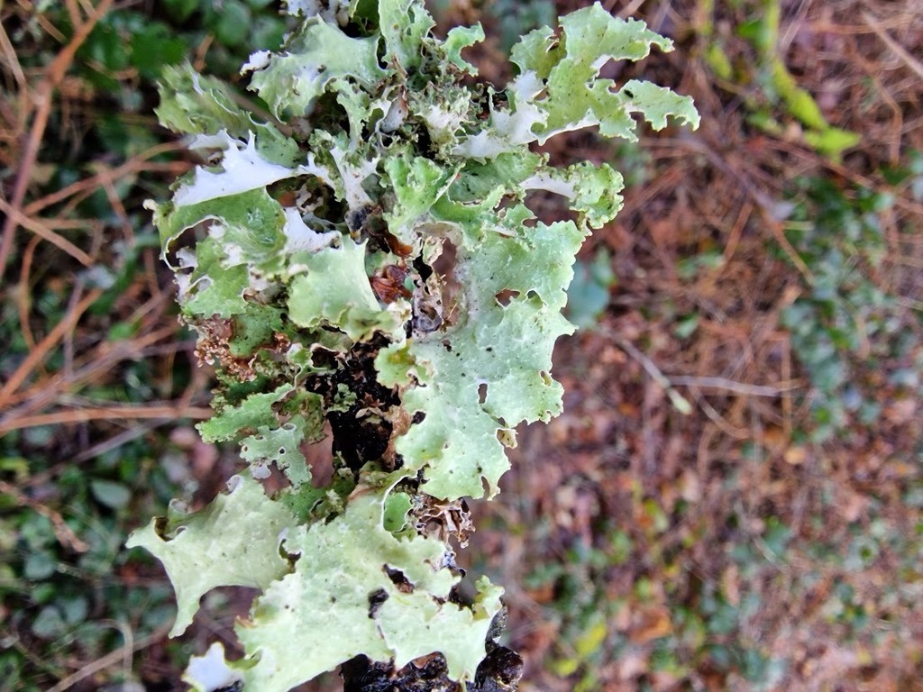 Varied Rag Lichen from Eridge Rocks Nature Reserve, Eridge, Tunbridge ...