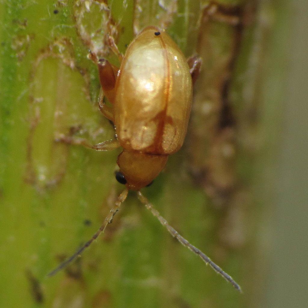 Ragwort Flea Beetle from Vashon, WA 98070, USA on August 27, 2018 at 04 ...