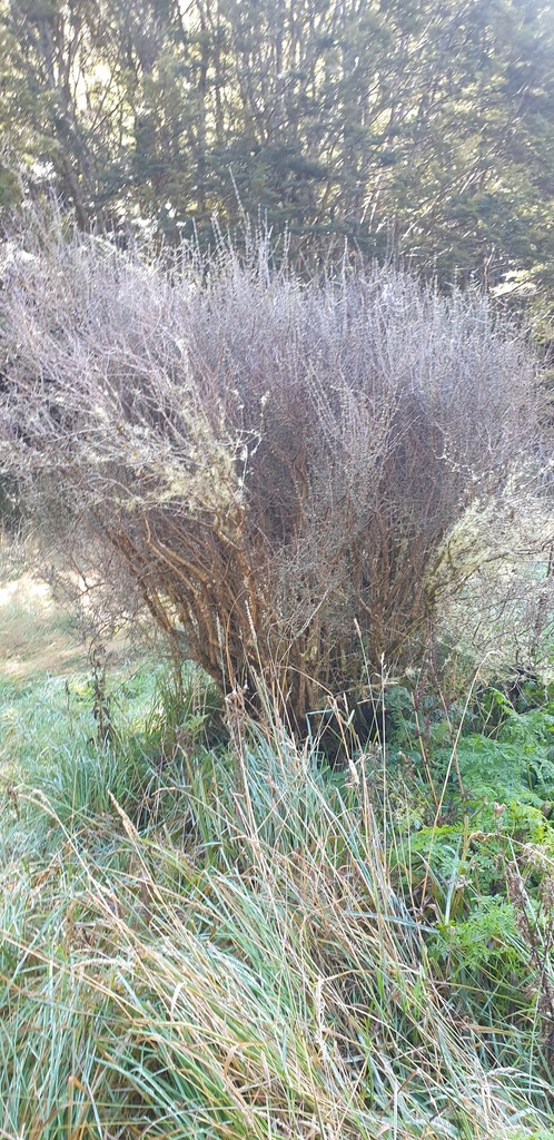 Olearia bullata from Kingston 9793, New Zealand on April 17, 2022 at 01 ...
