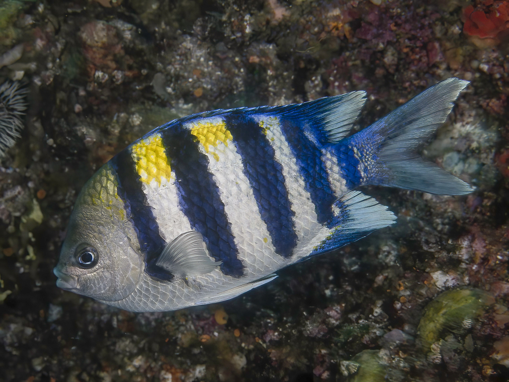 Indo-Pacific Sergeant Major from South Solitary Island New South Wales ...