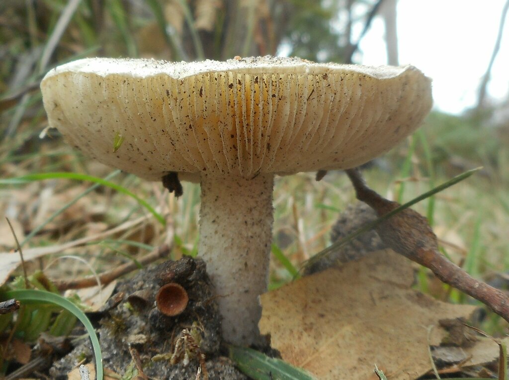 Australian Flour Lepidella from Glenelg - North, AU-VI, AU on March 25 ...