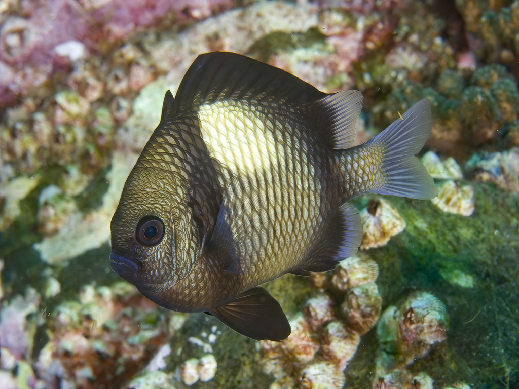 Reticulated Damselfish (Dascyllus reticulatus) - Marine Life Identification