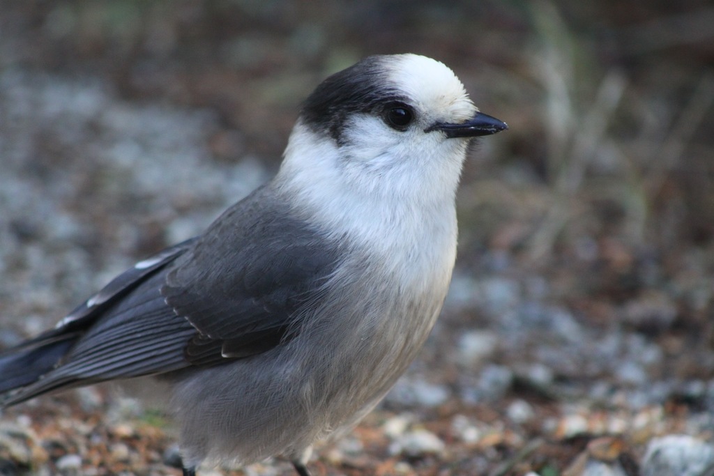 Canada Jay (Perisoreus canadensis) - Avian Discovery