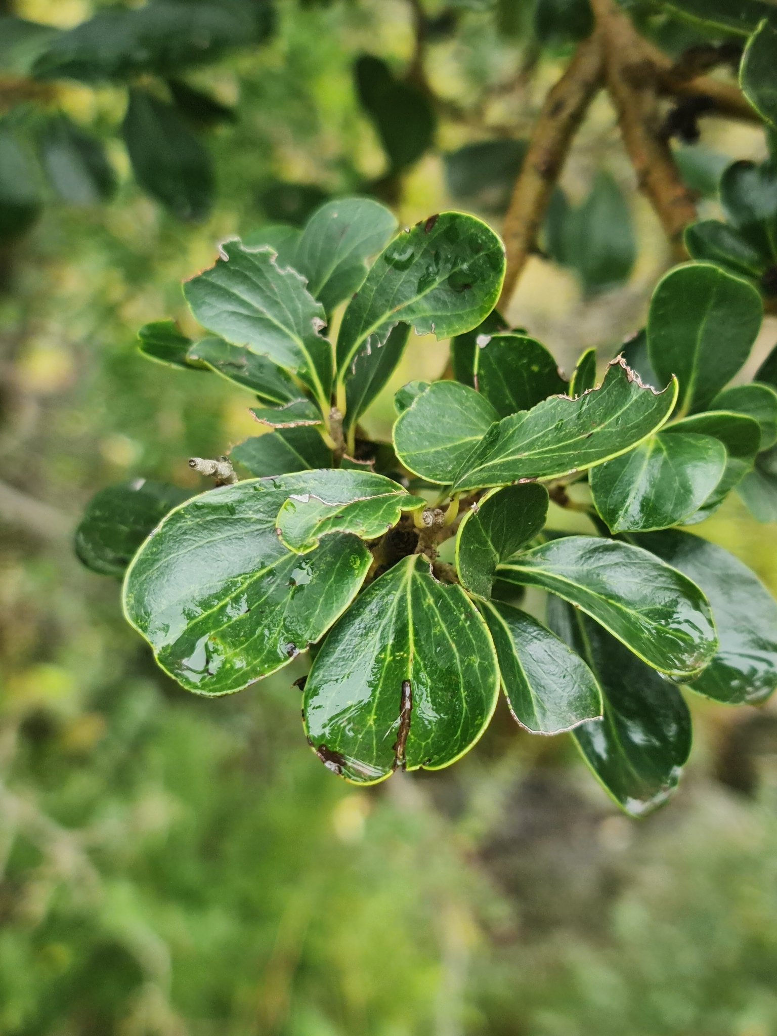 Dovyalis E.Mey. ex Arn.