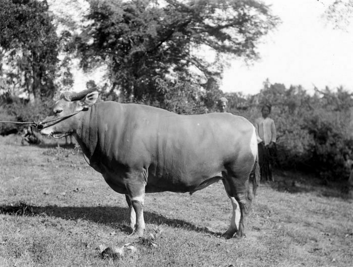 Bali Cattle (Bos javanicus domesticus) - Know Your Mammals