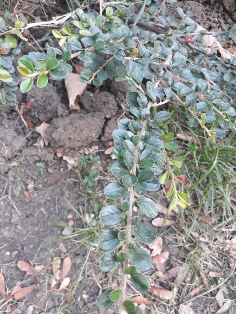 Wall cotoneaster from Gia Chanturia St, T'bilisi, Georgia on October 08 ...