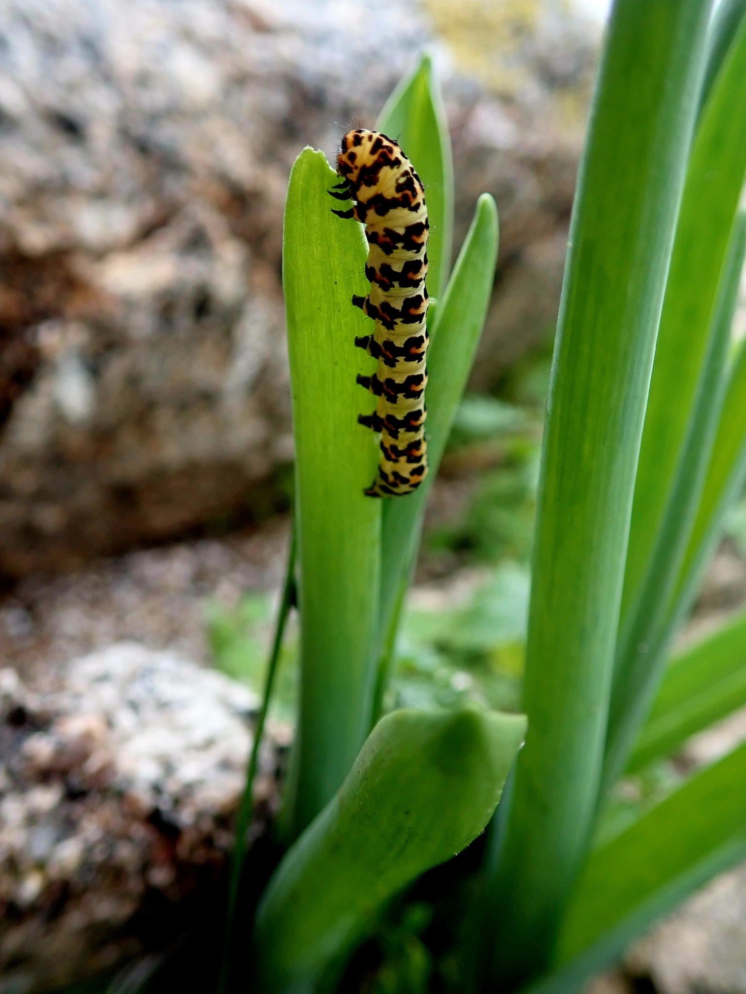 Diaphone eumela Stoll, 1781