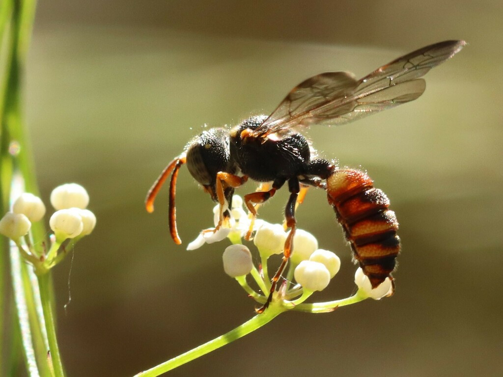 Bees and Apoid Wasps from Sydney NSW, Australia on March 16, 2023 at 04 ...