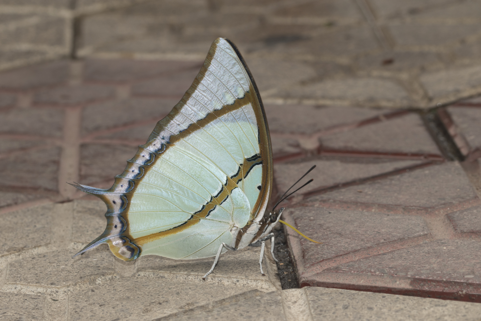 Polyura dolon (Westwood, 1848)