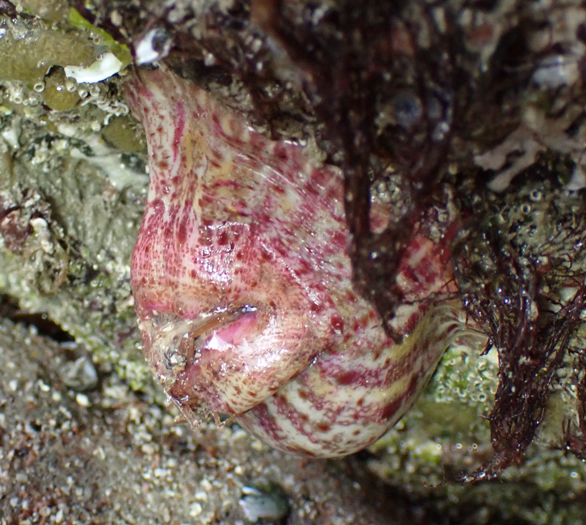 Calliactis Verrill, 1869