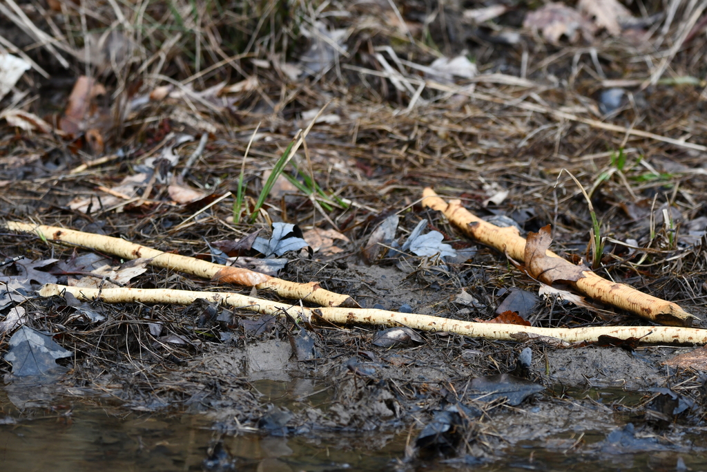 American Beaver from Barbour County, WV, USA on March 24, 2023 at 01:47 ...