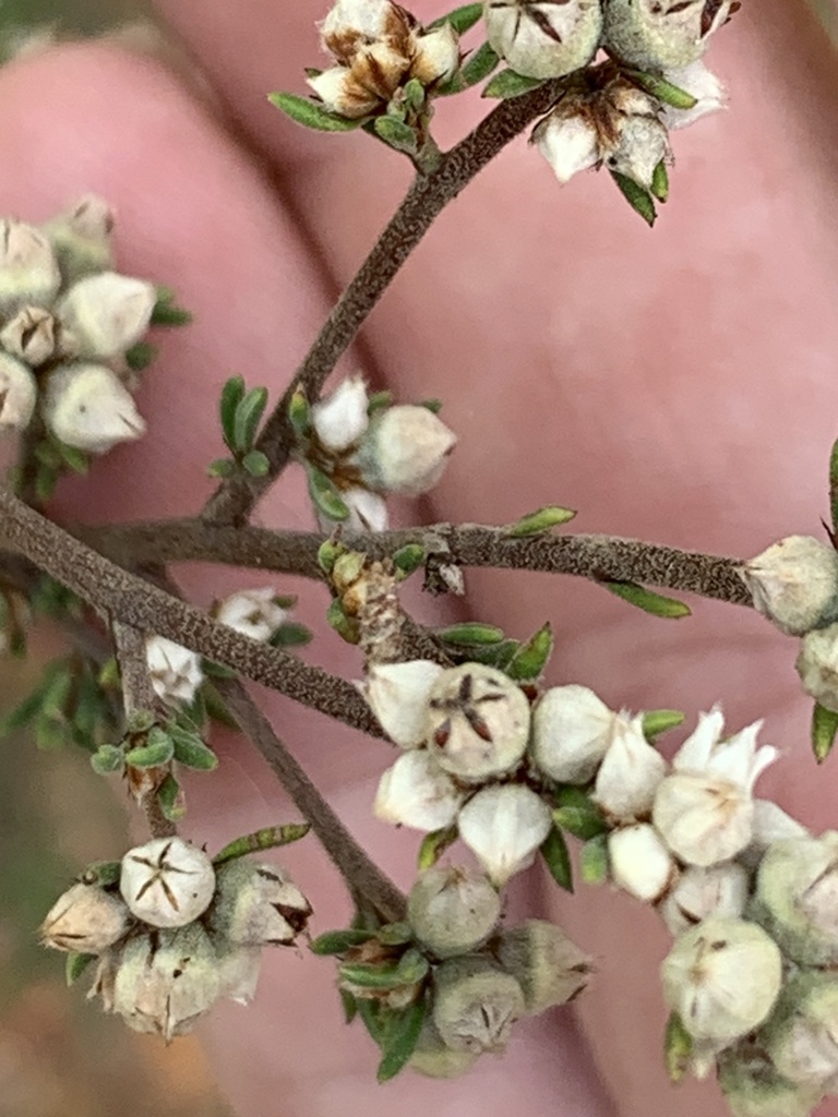 Cryptandra debilis (Plants of Yourka Bush Heritage Reserve ...