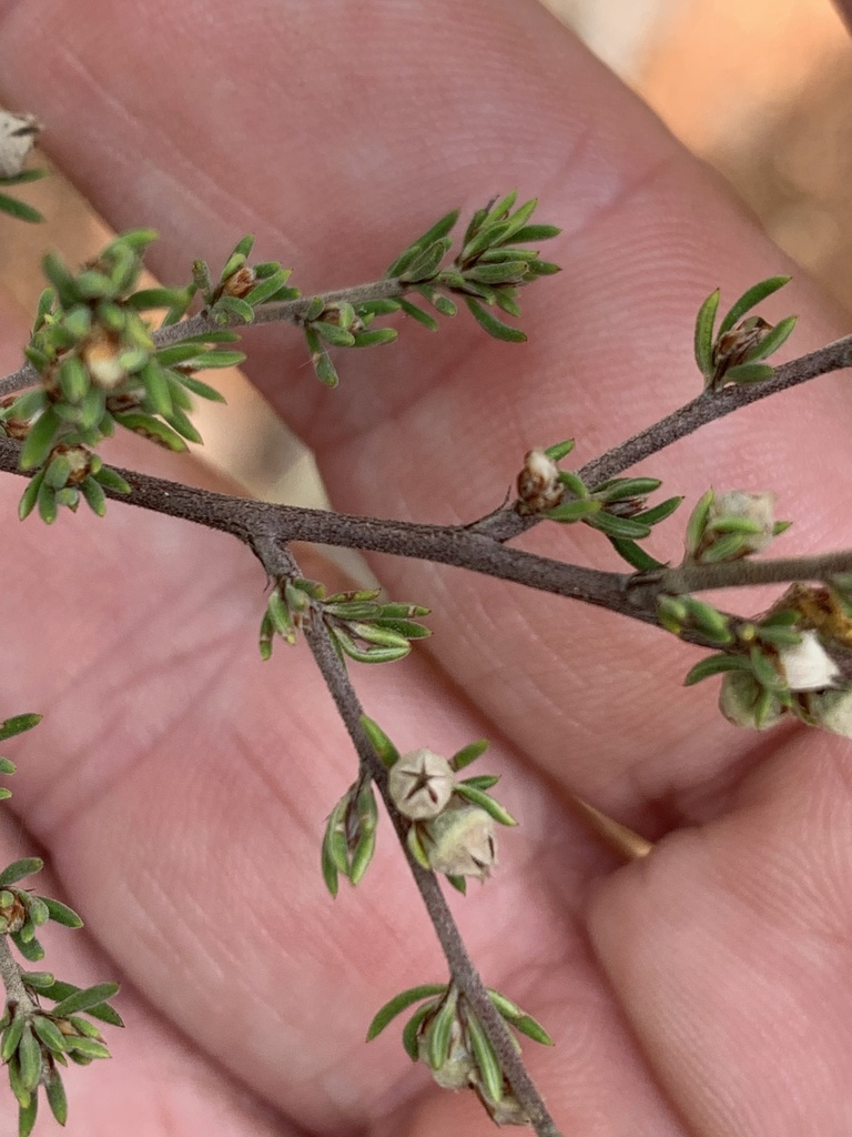 Cryptandra debilis (Plants of Yourka Bush Heritage Reserve ...