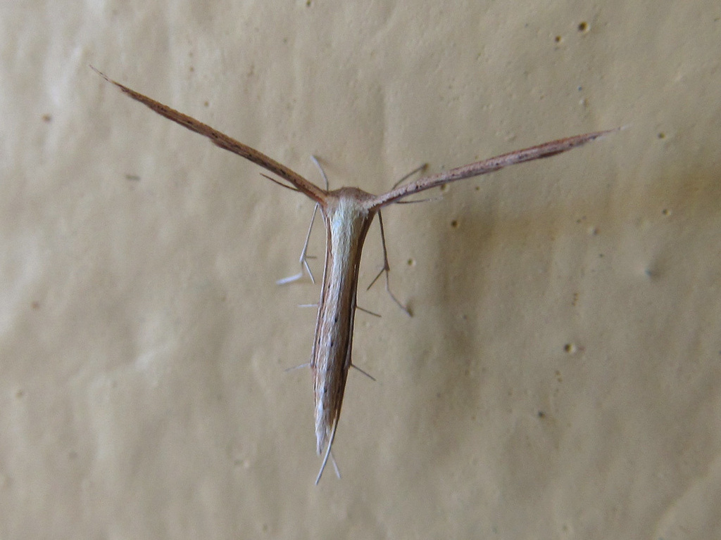 Dwarf Plume Moth from Miami Gardens, FL, USA on April 10, 2012 at 04:28 ...