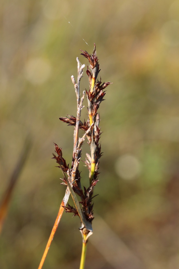 variable sword-sedge from Blue Mountains Nat'l Park NSW 2787, Australia ...
