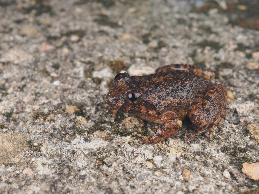 Lesser Spiny Frog from 中国 on March 17, 2023 at 08:16 PM by 渔喵 · iNaturalist