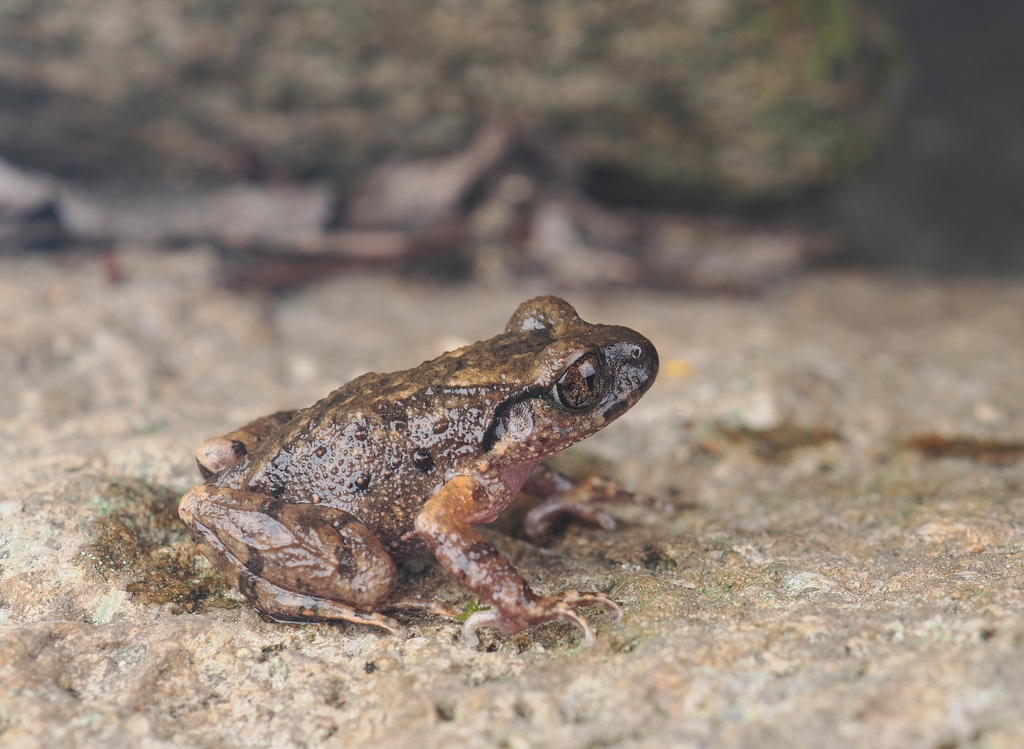 leaf-litter toad from 中国福建省厦门市海沧区 on March 17, 2023 at 08:49 PM by 渔喵 ...
