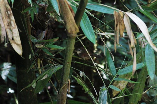 Subspecies Cyanoderma melanothorax baliense · iNaturalist