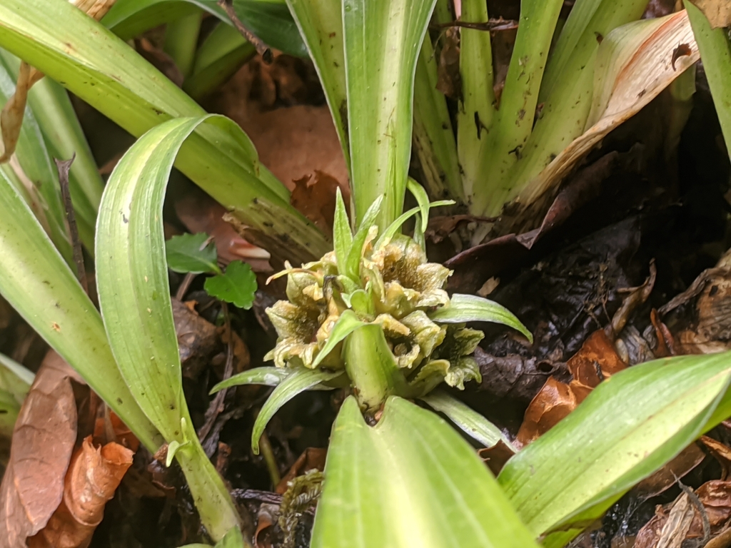Rohdea nepalensis from Gandaki, NP-PM, NP on March 19, 2023 at 10:28 AM ...