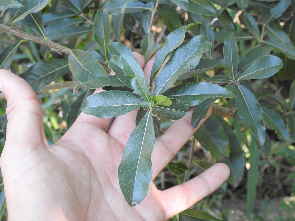 Cordia americana from Santa Fe, Argentina on March 09, 2023 at 09:15 AM ...