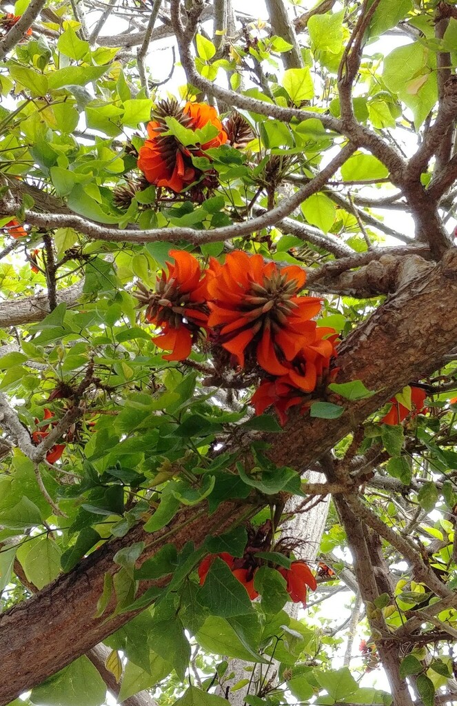 South African Coral Tree from Central LA, Los Angeles, CA, USA on April 4, 2019 at 09:32 AM by ...