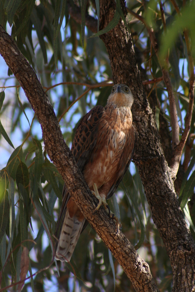 Red Goshawk in June 2009 by Noel Riessen · iNaturalist