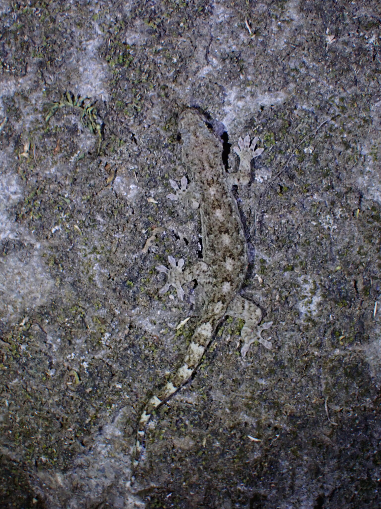 Gekko hokouensis Pope, 1928