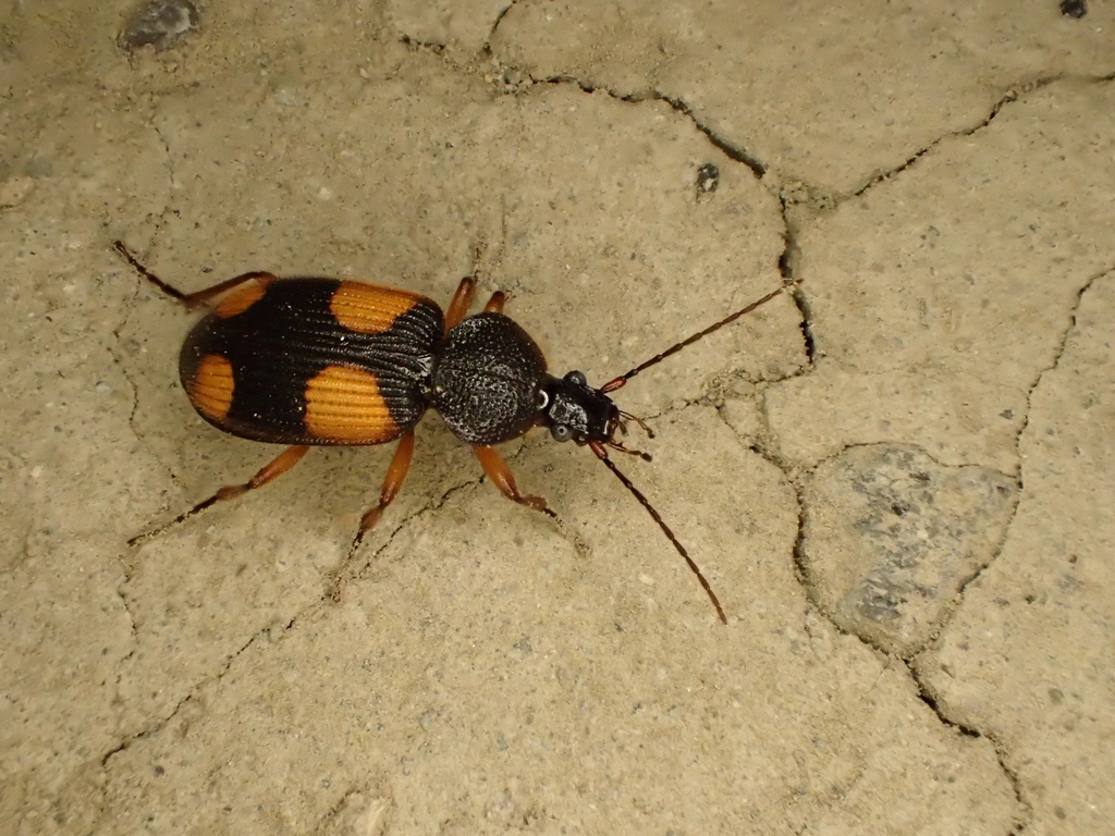 Panagaeus japonicus in April 2021 by renshuchu · iNaturalist
