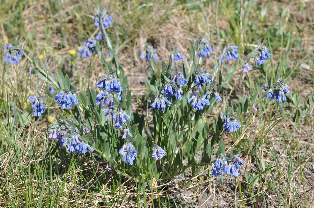 Baker's Bluebells from Summit County, CO, USA on June 30, 2017 at 09:03 ...