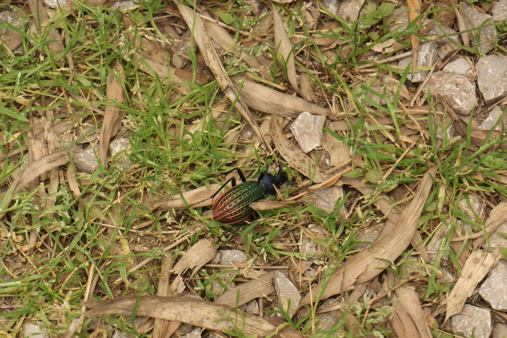 Carabus davidis from 中国江西省九江市彭泽县 on May 7, 2019 at 01:05 PM by pikasu ...