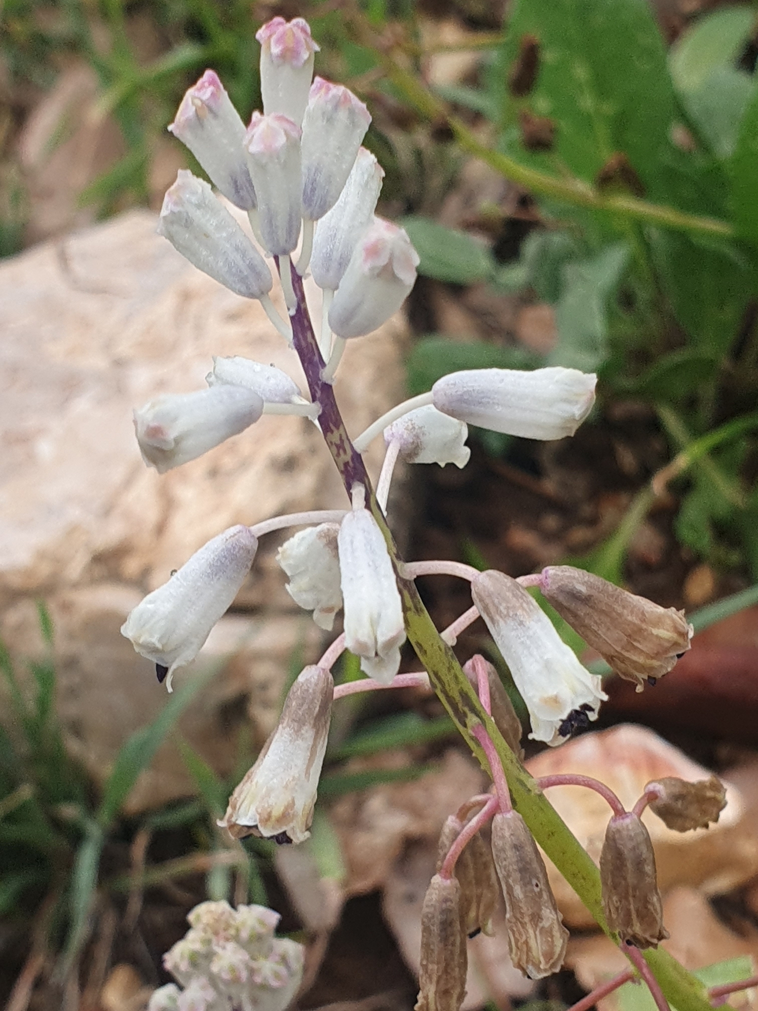 Bellevalia flexuosa Boiss.