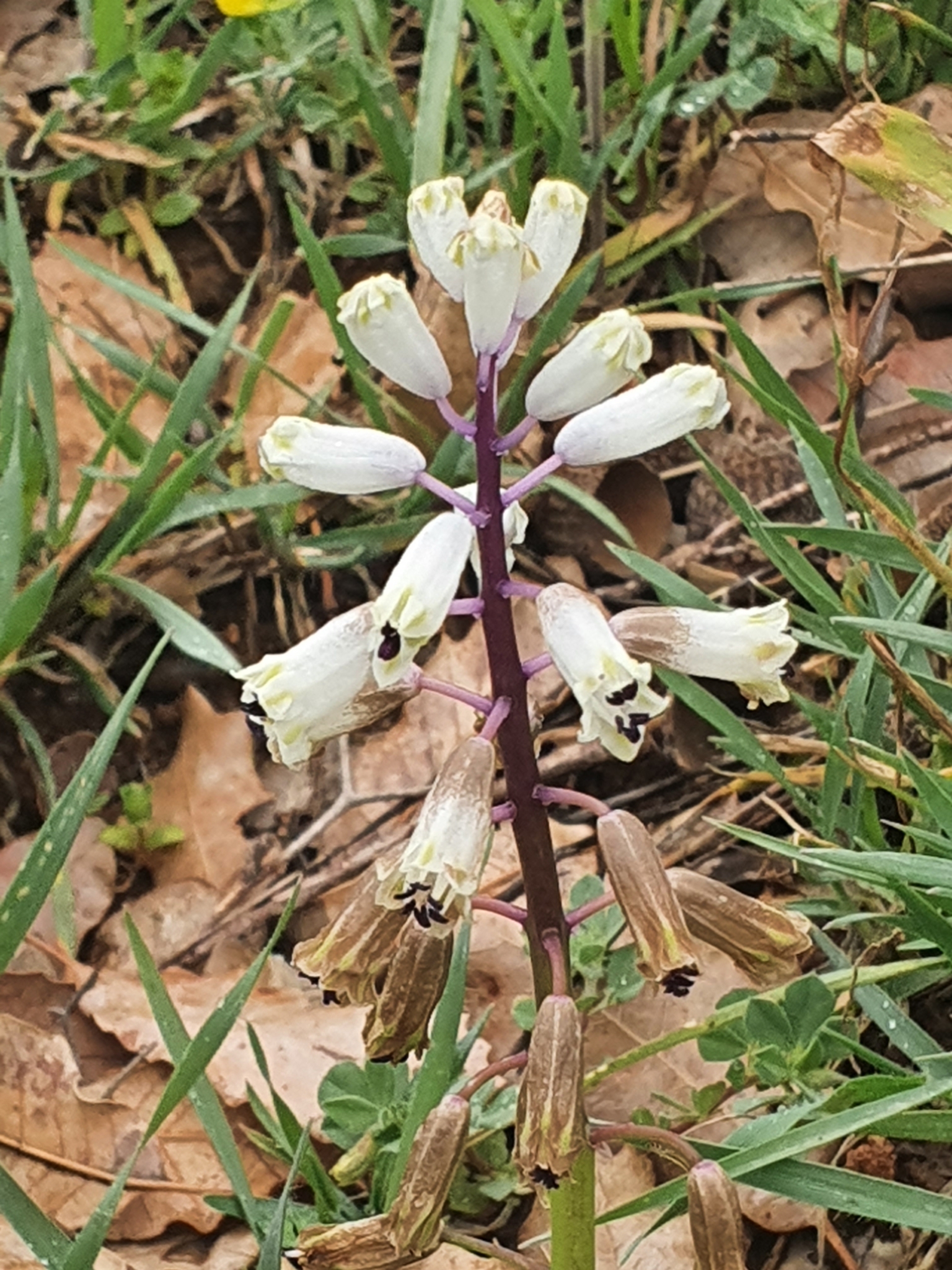 Bellevalia flexuosa Boiss.