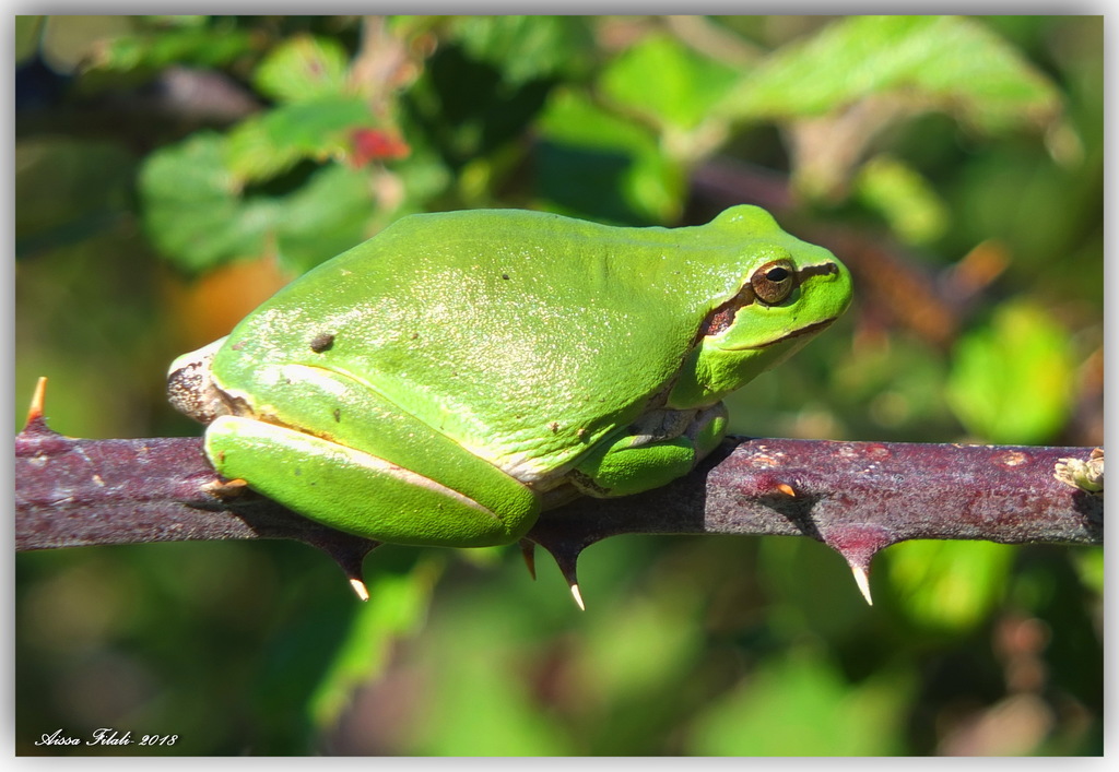 Holarctic Treefrogs from Constantine, Algérie on October 07, 2018 at 12 ...