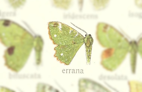 Eucyclodes eranna · iNaturalist