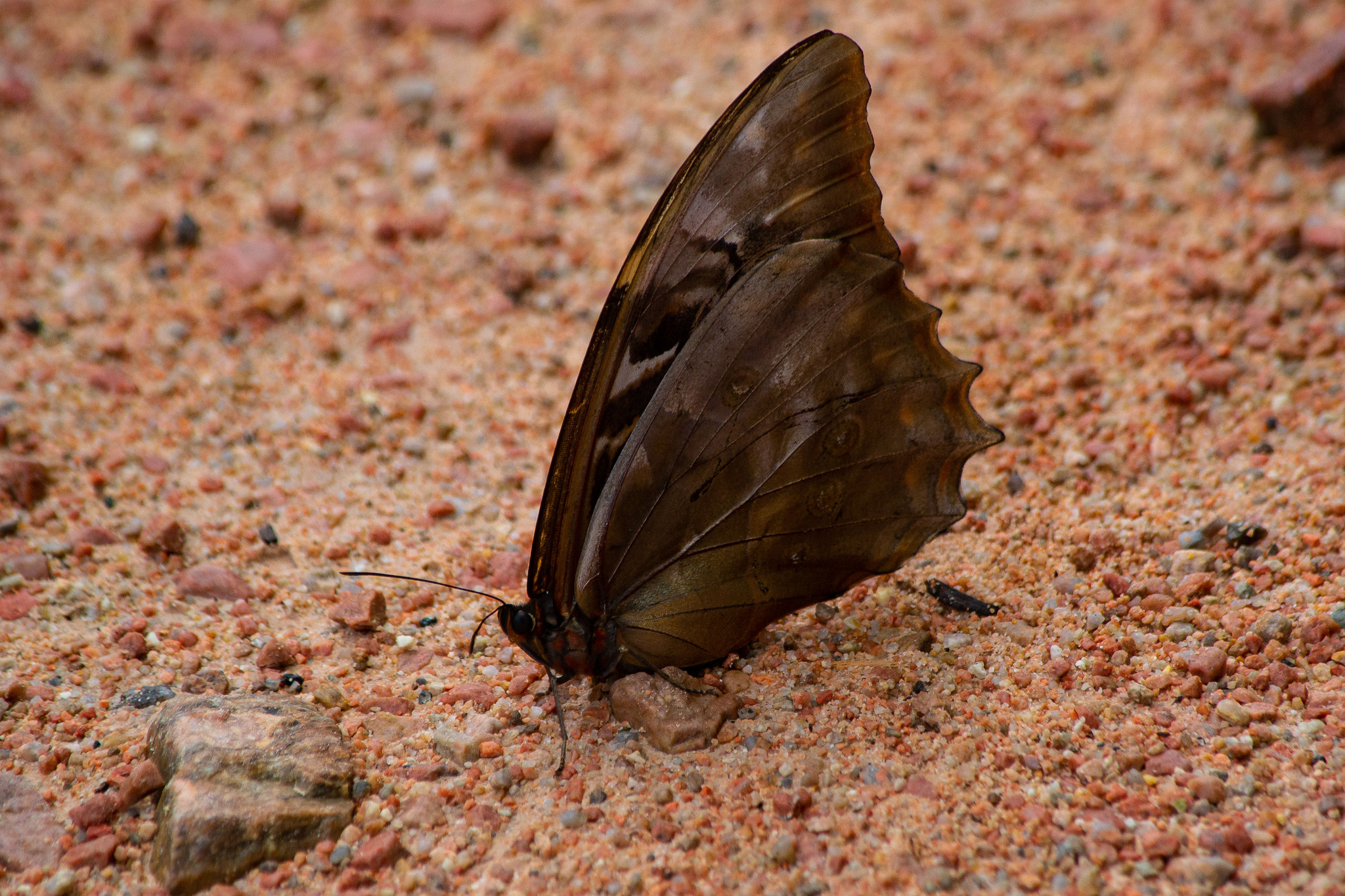 Morpho hercules (Dalman, 1823)