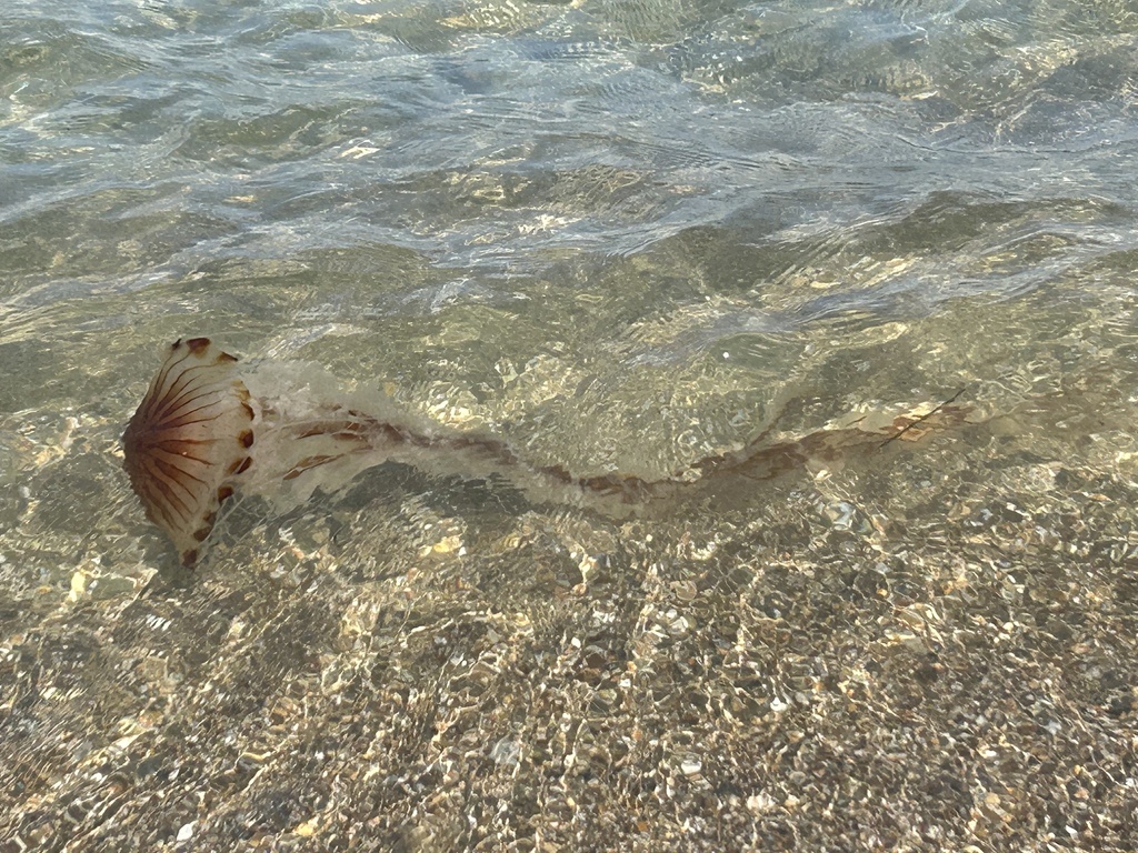 Compass Jelly from Gulf of Evvoia, Attiki, GR on March 25, 2023 at 01: ...