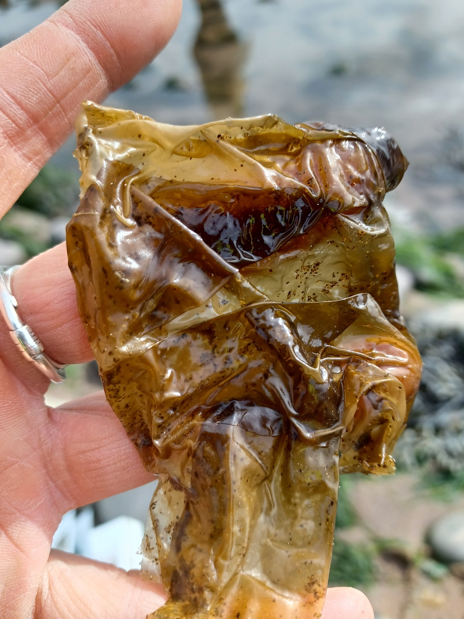 Porphyra umbilicalis Kütz.