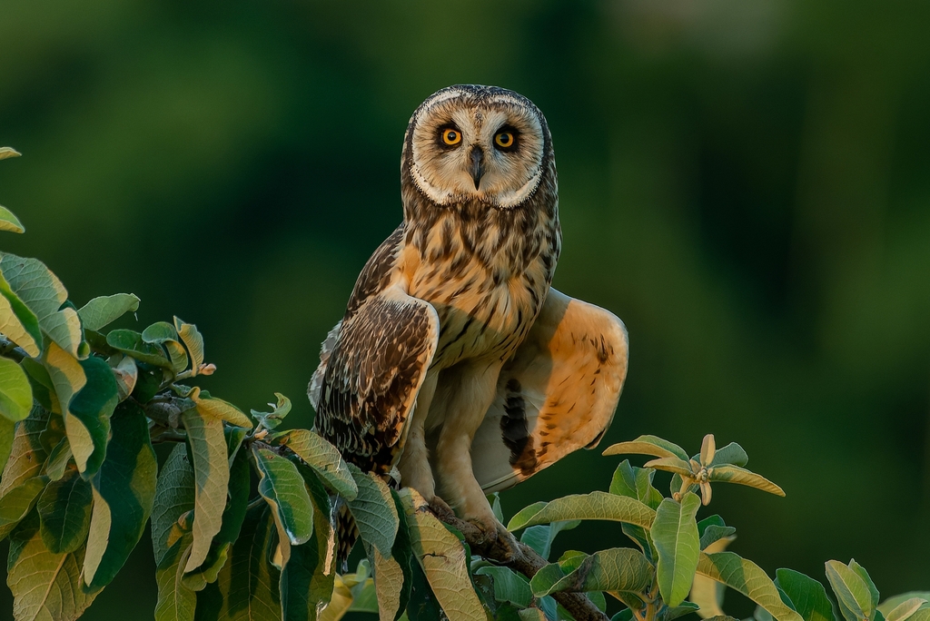 Short-eared Owl (Birds of Lake Arrowhead State Park, TX) · iNaturalist