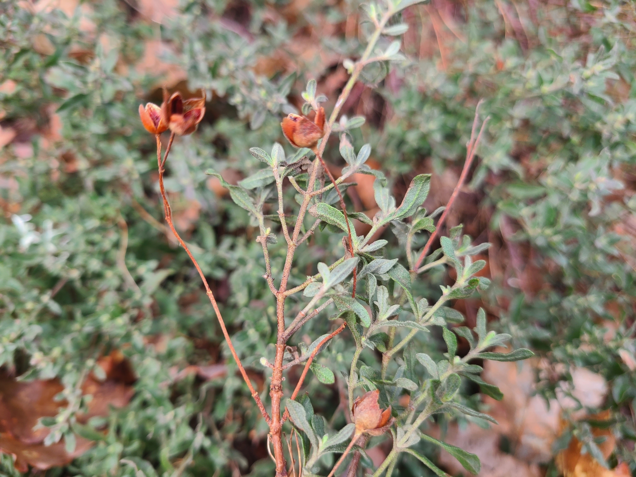 Halimium lasianthum subsp. alyssoides (Lam.) Greuter