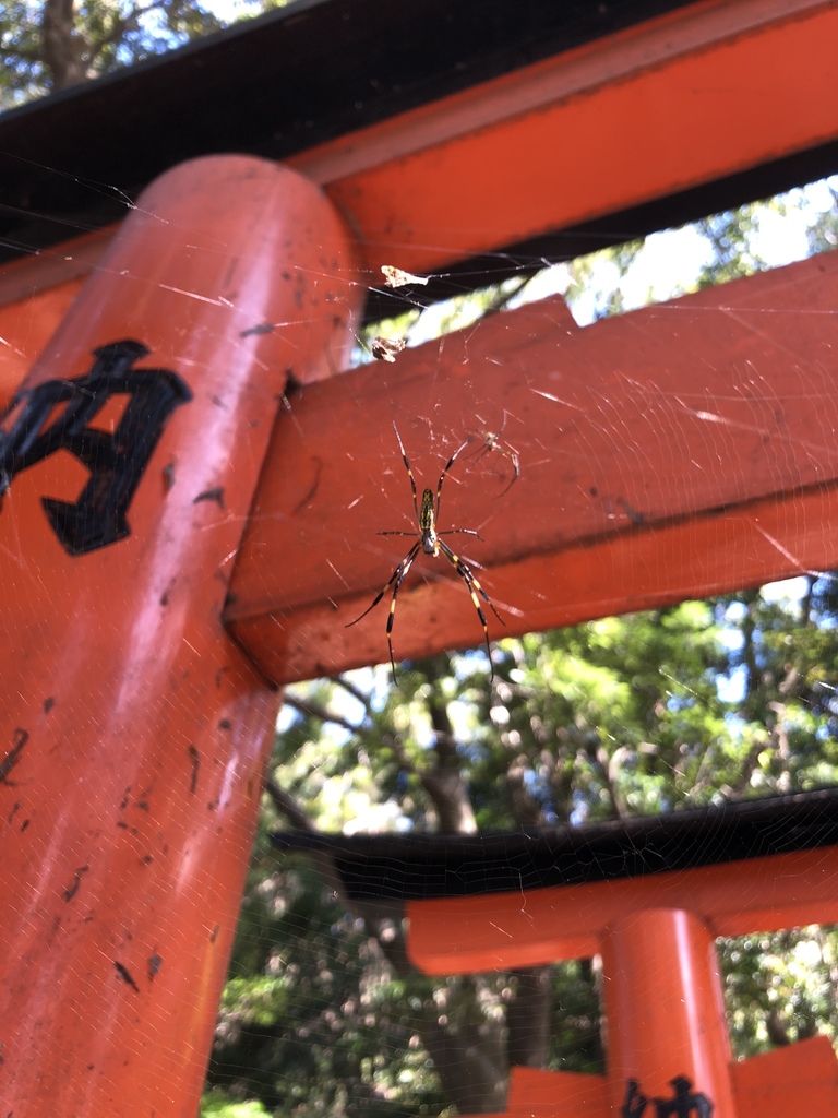 Joro Spider from 3, Inariyamakan-yuchi, Fushimi-Ku, Kyoto-Shi, Kyoto ...