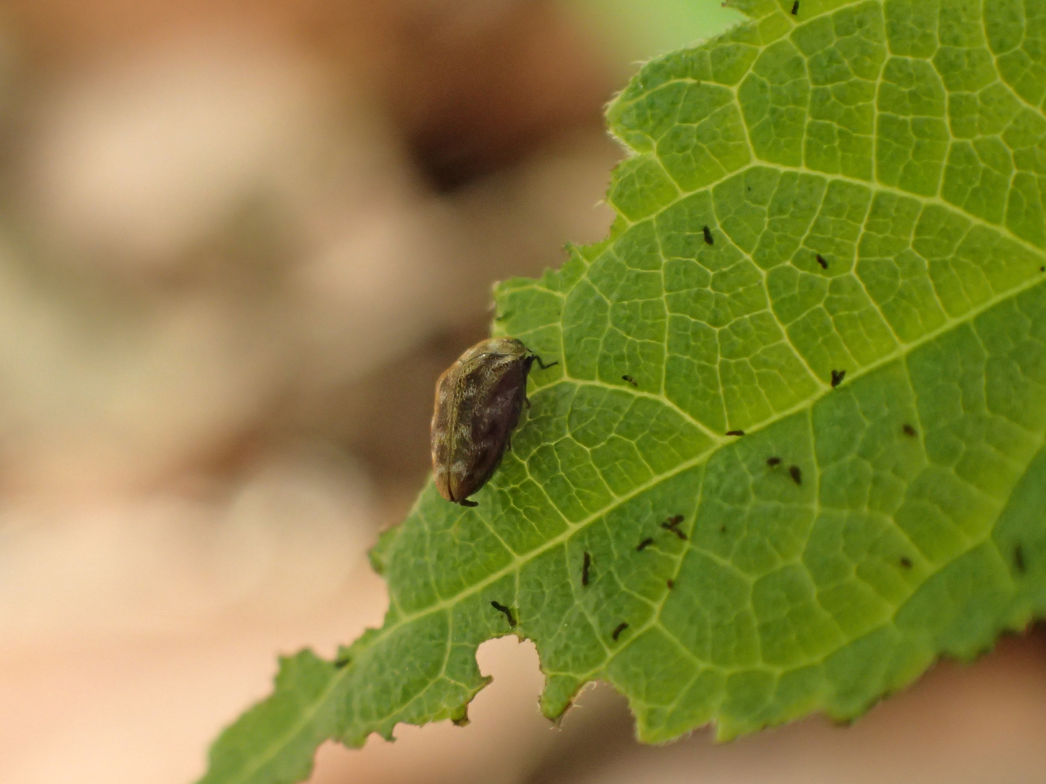 Trachys broussonetiae Kurosawa, 1985