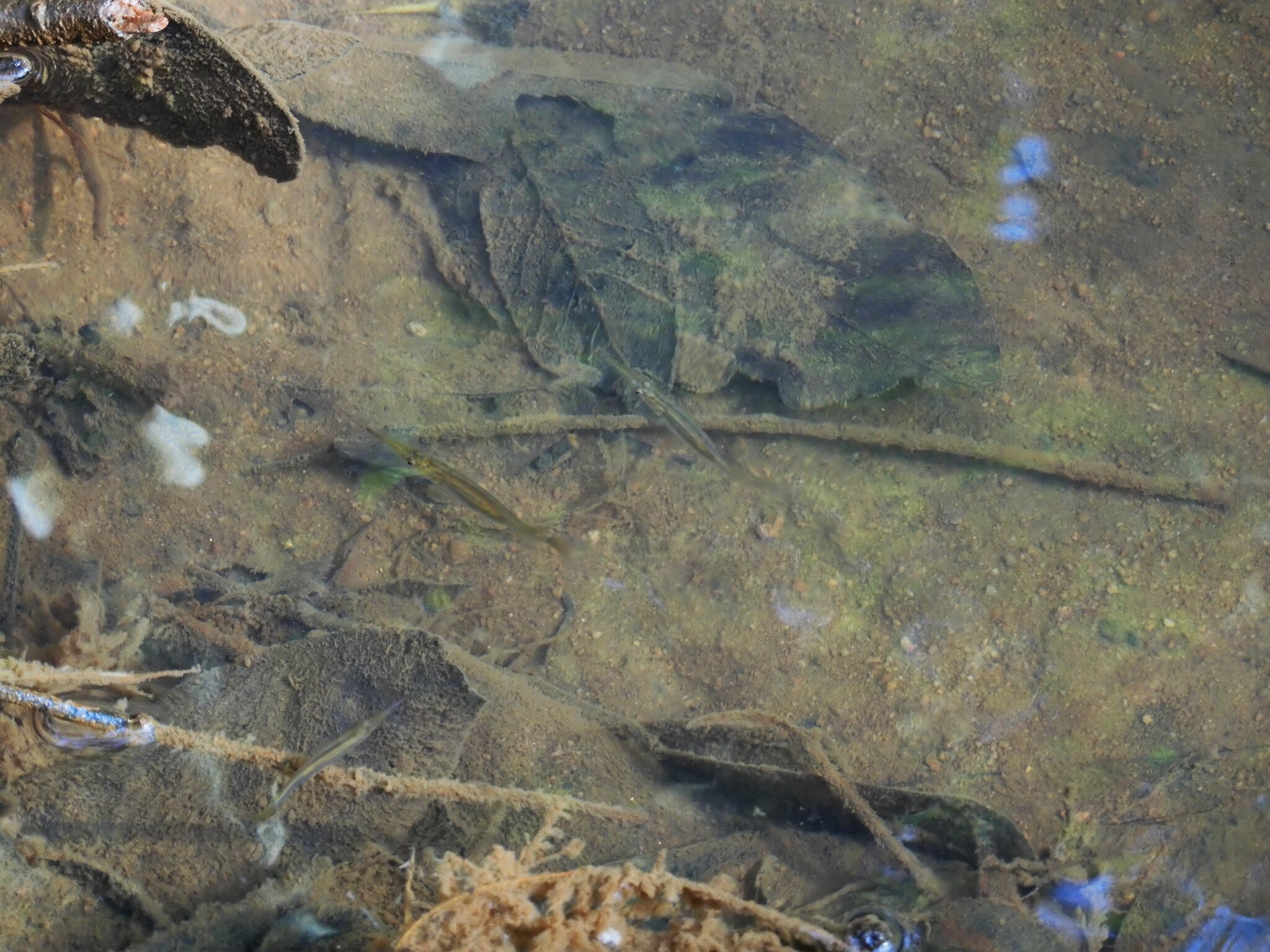 Dermogenys collettei Meisner, 2001