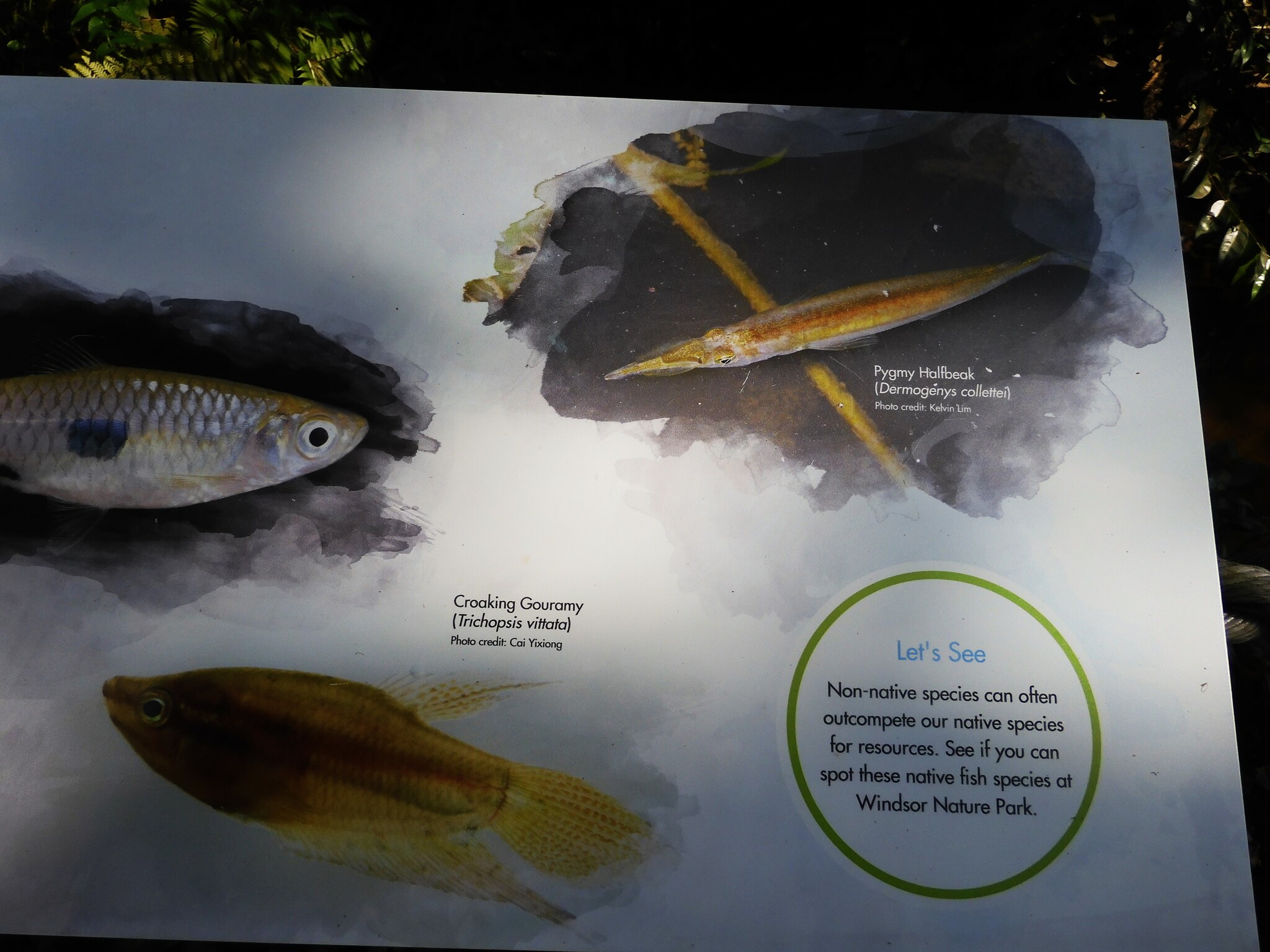 Dermogenys collettei Meisner, 2001