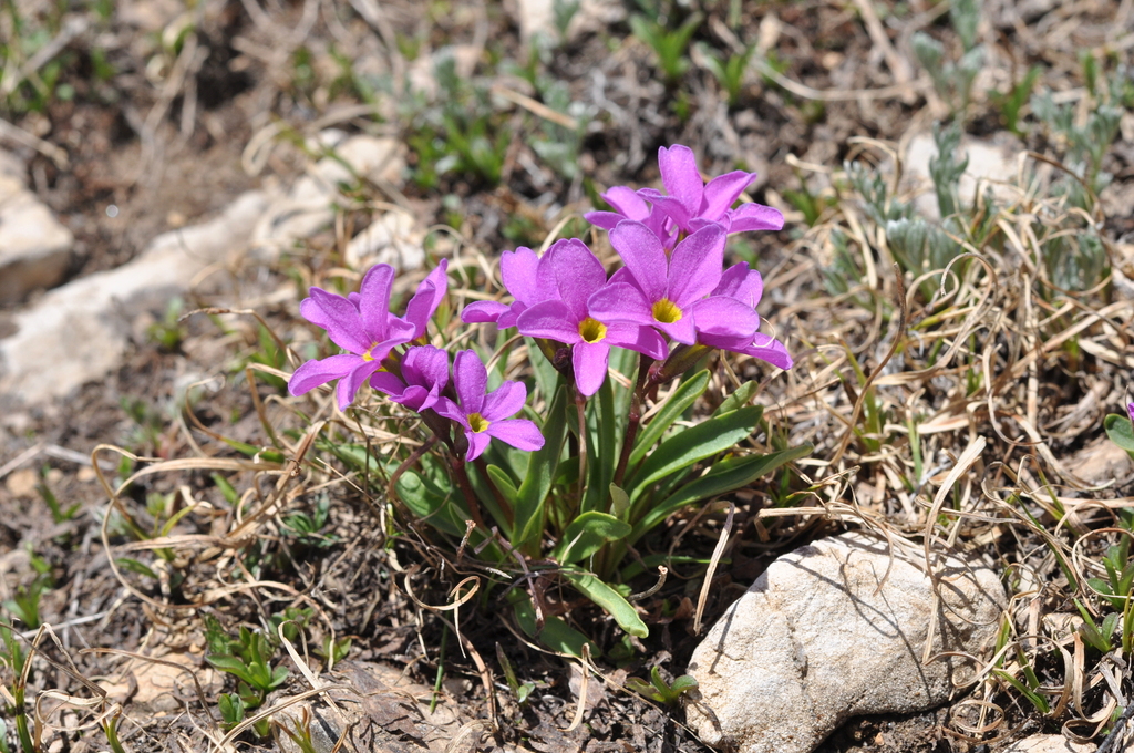 Alpine Primrose from Park County, CO, USA on June 30, 2017 at 01:54 PM ...