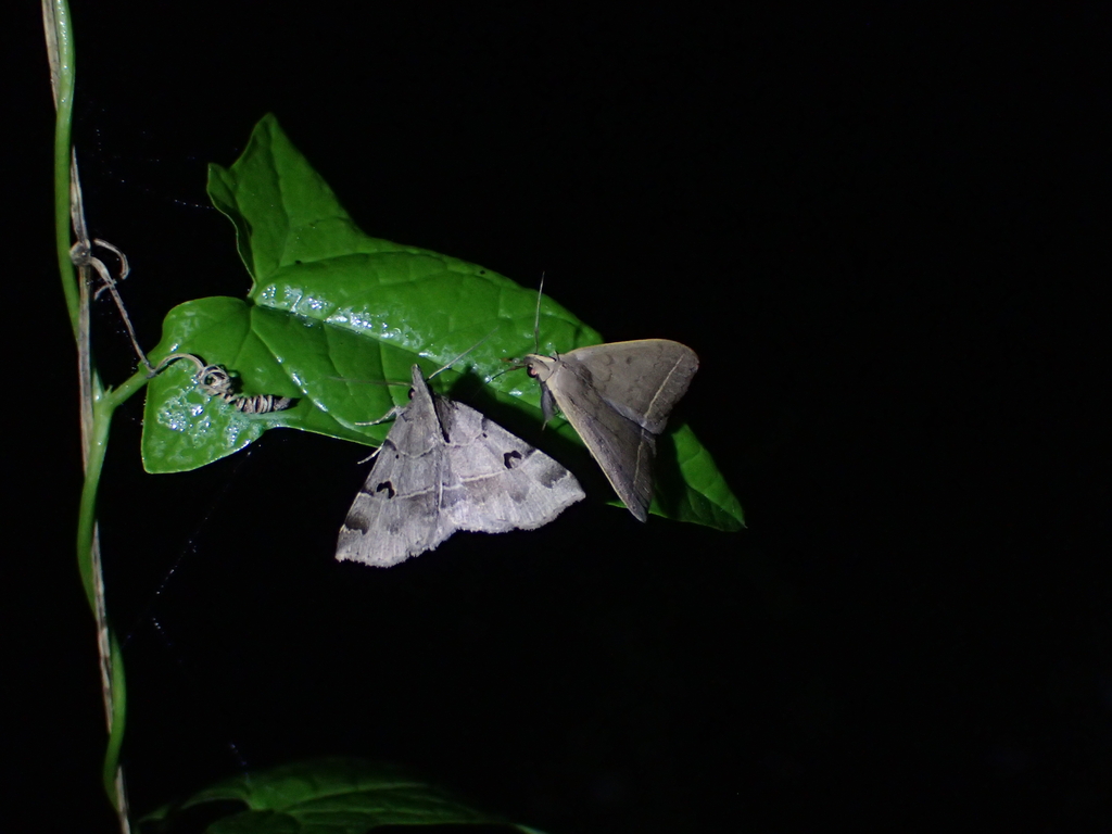 Cidariplura signata en mayo 2021 por renshuchu · iNaturalist Mexico
