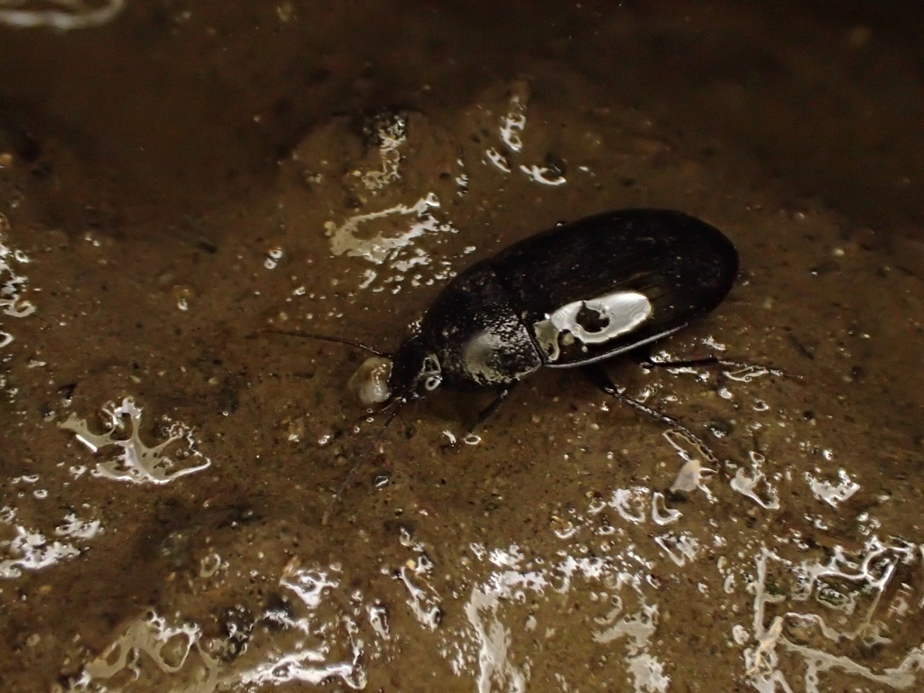 Oodes vicarius in May 2021 by renshuchu · iNaturalist