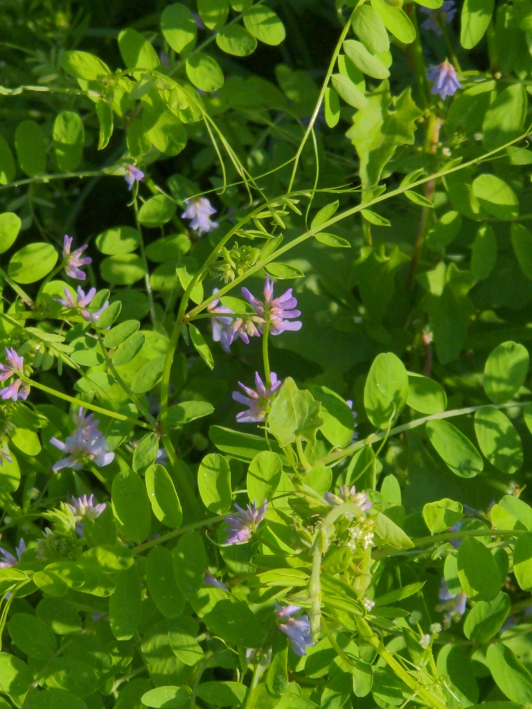 slender vetch from Damon, TX 77430, USA on March 25, 2023 at 09:34 AM ...