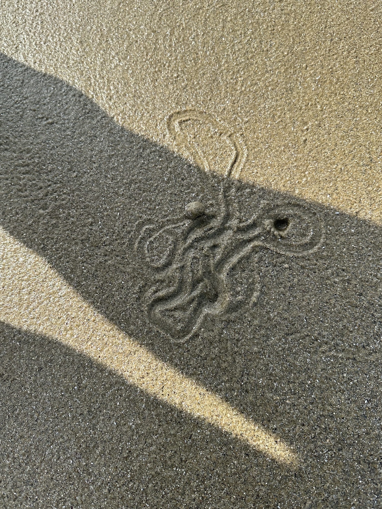 Umbonium thomasi (Crosse, 1863)