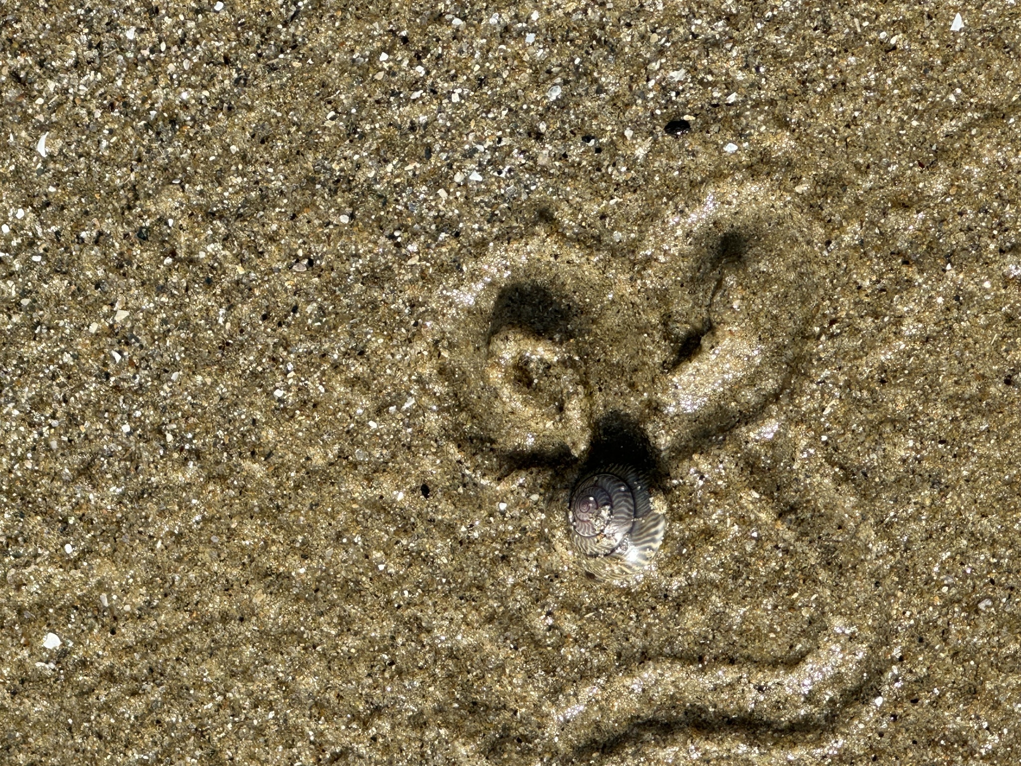 Umbonium thomasi (Crosse, 1863)